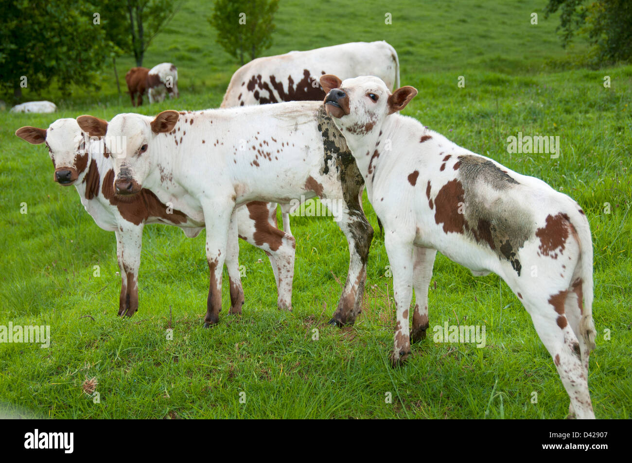 Cow and bull together hi-res stock photography and images - Alamy