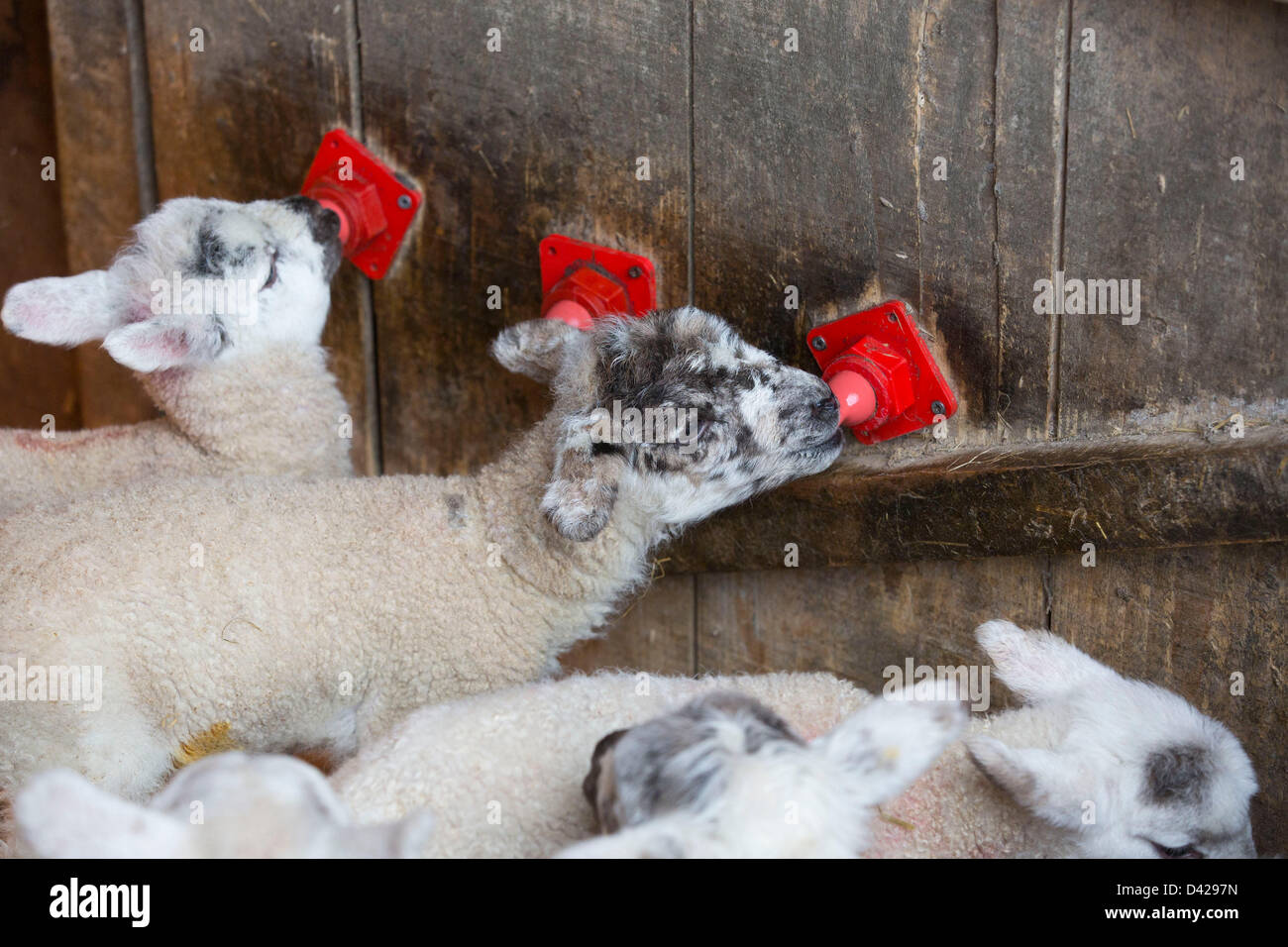Glaston, Rutland, UK. March 2nd 2013. Spring has arrived at Coppice ...