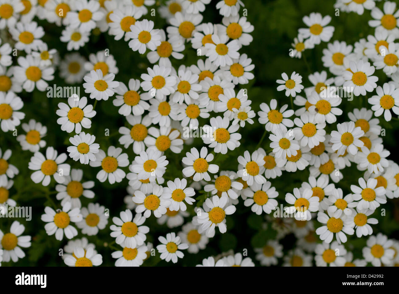 Feverfew flowers hi-res stock photography and images - Alamy