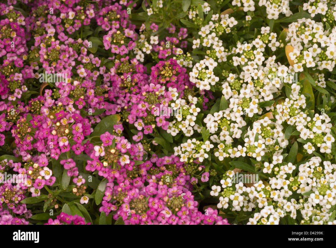 Sweet alyssum or sweet alison (Globularia) Alyssum maritima, alisso ...