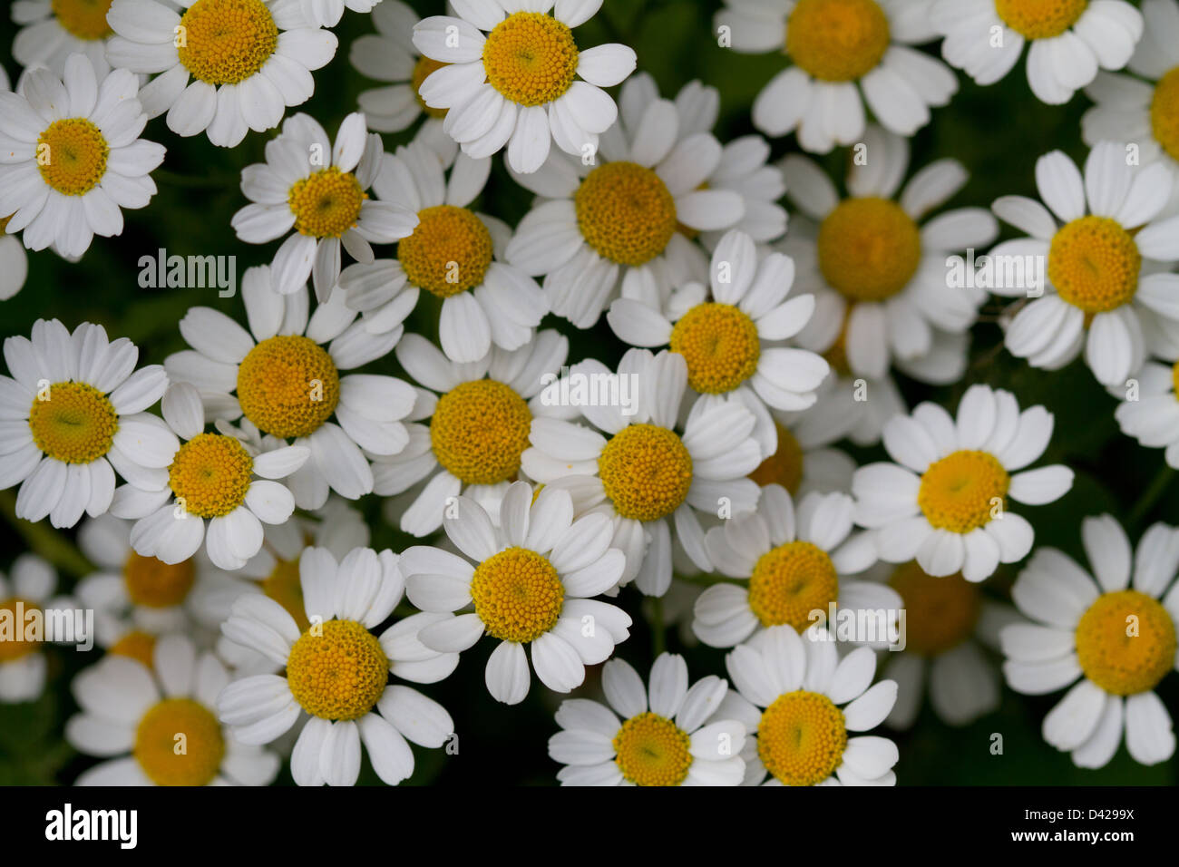 Feverfew flowers hi-res stock photography and images - Alamy