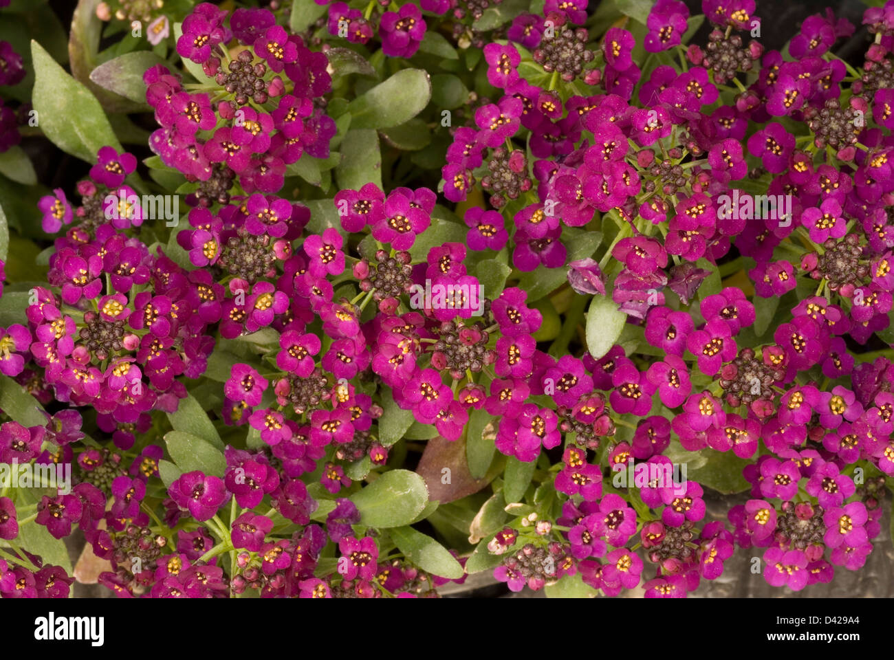 Alisso annuale hi-res stock photography and images - Alamy