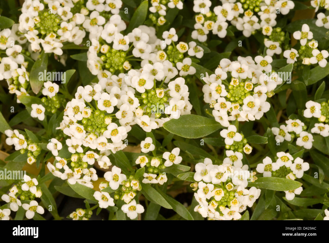Sweet alyssum or sweet alison (Globularia) Alyssum maritima, alisso ...