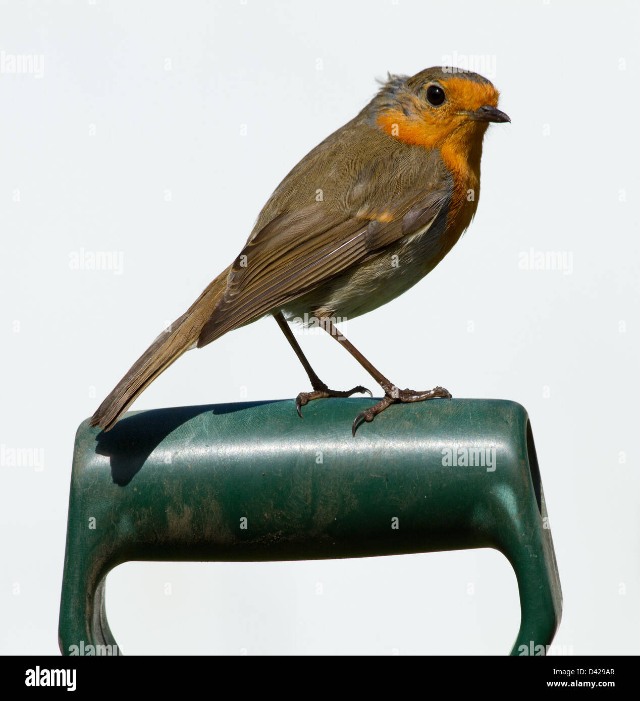 Gardening robin hi-res stock photography and images - Alamy