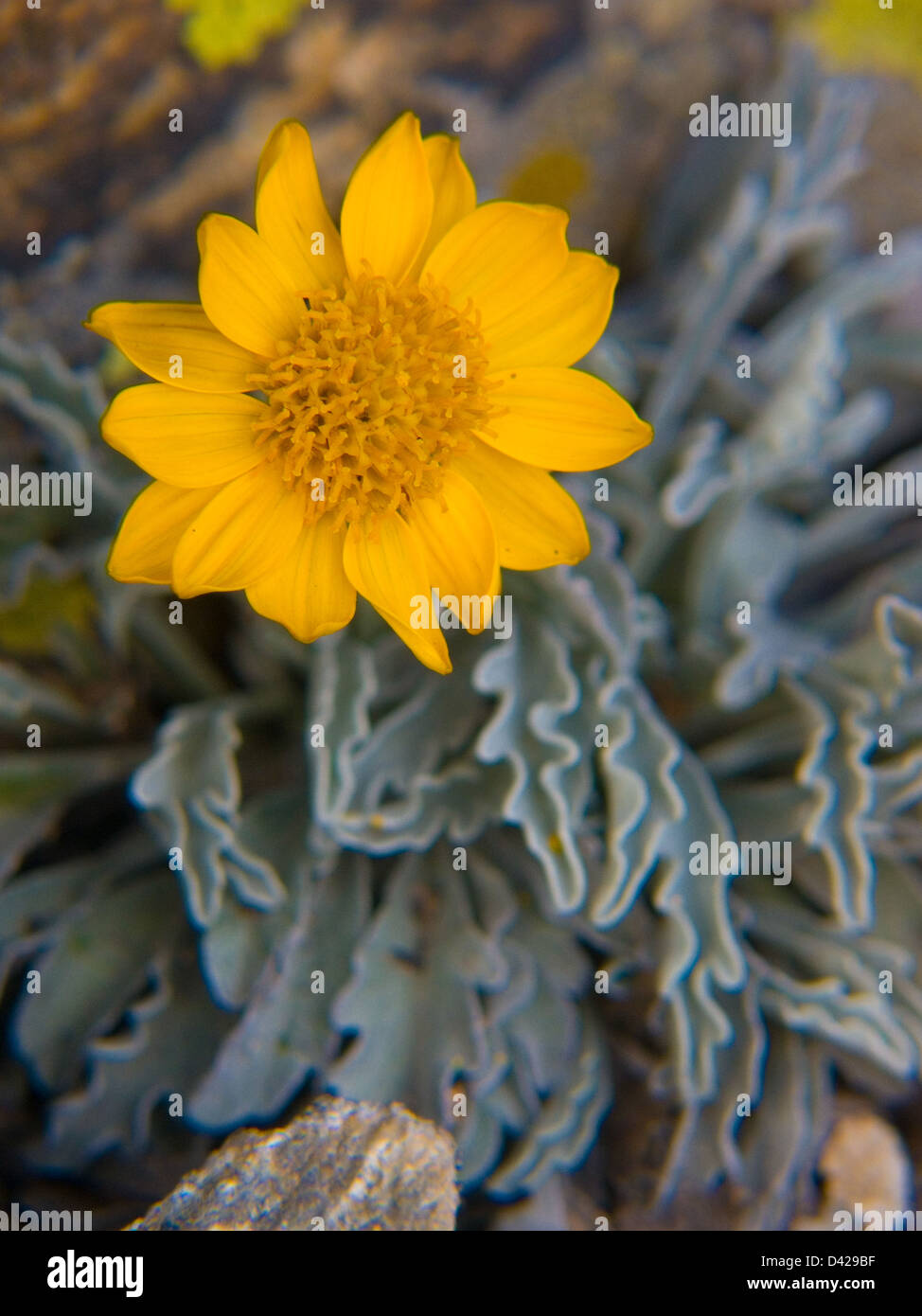 Senecio uniflorus hi-res stock photography and images - Alamy