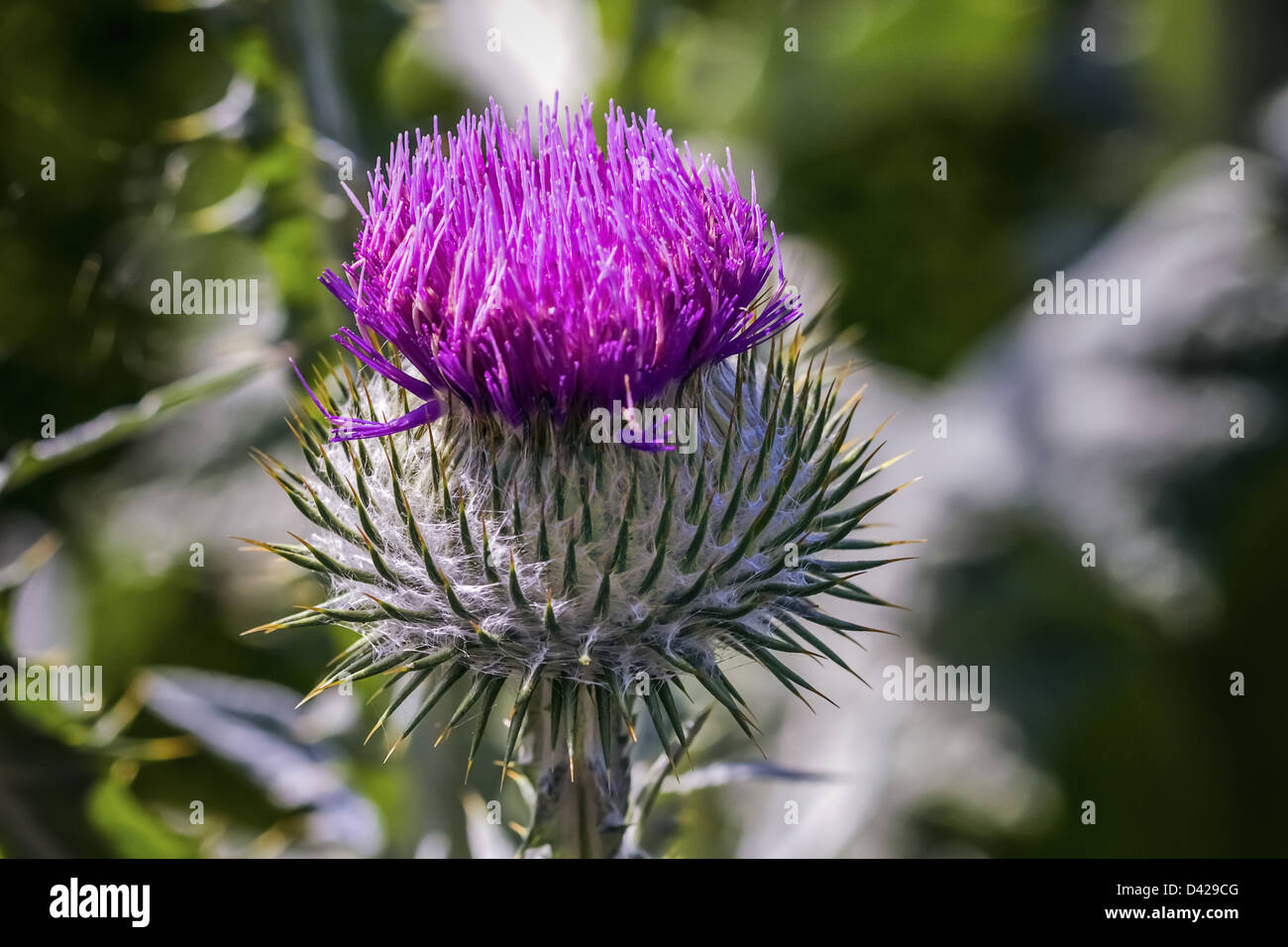 Purple Thistle Flower in garden setting Stock Photo - Alamy