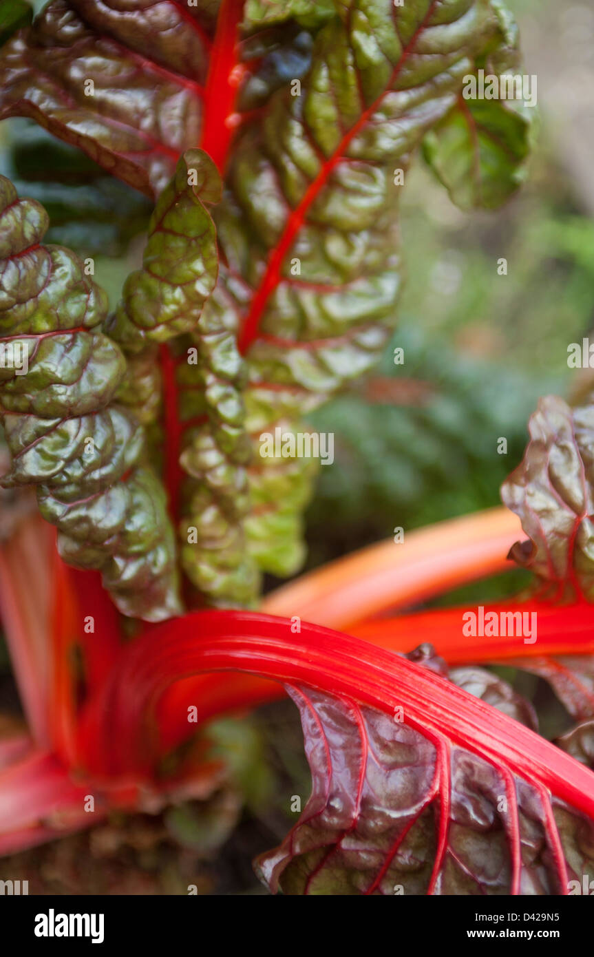 Living chard plant hi-res stock photography and images - Alamy