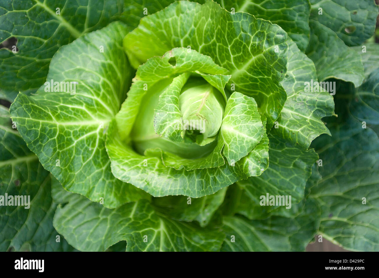 Green sweetheart cabbage hi-res stock photography and images - Alamy