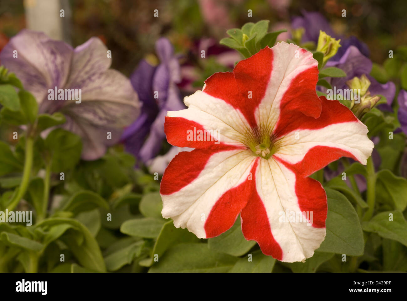 Petunia sp., Solanaceae Stock Photo - Alamy