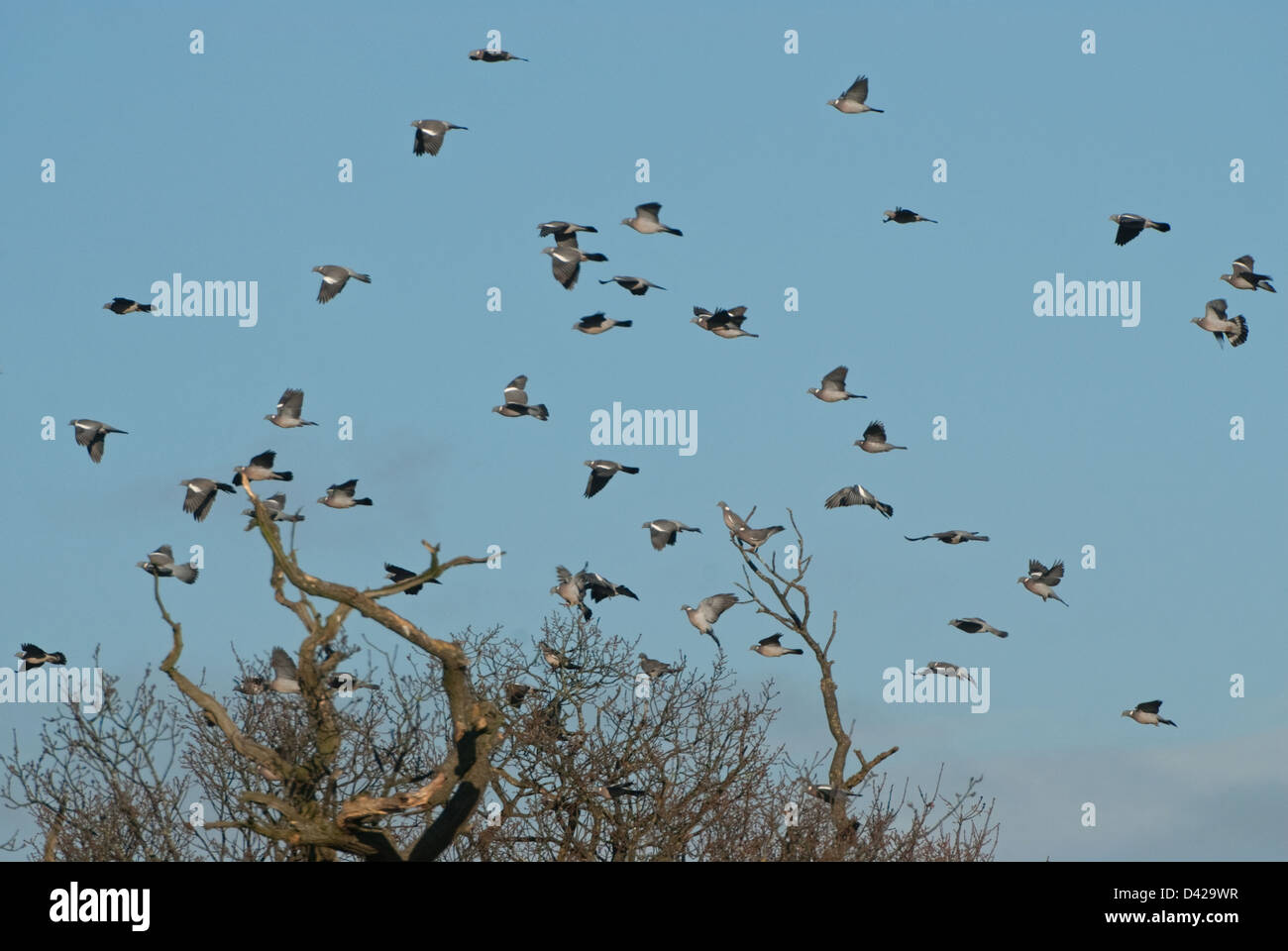 Flock pigeons fly in winter hi-res stock photography and images - Alamy
