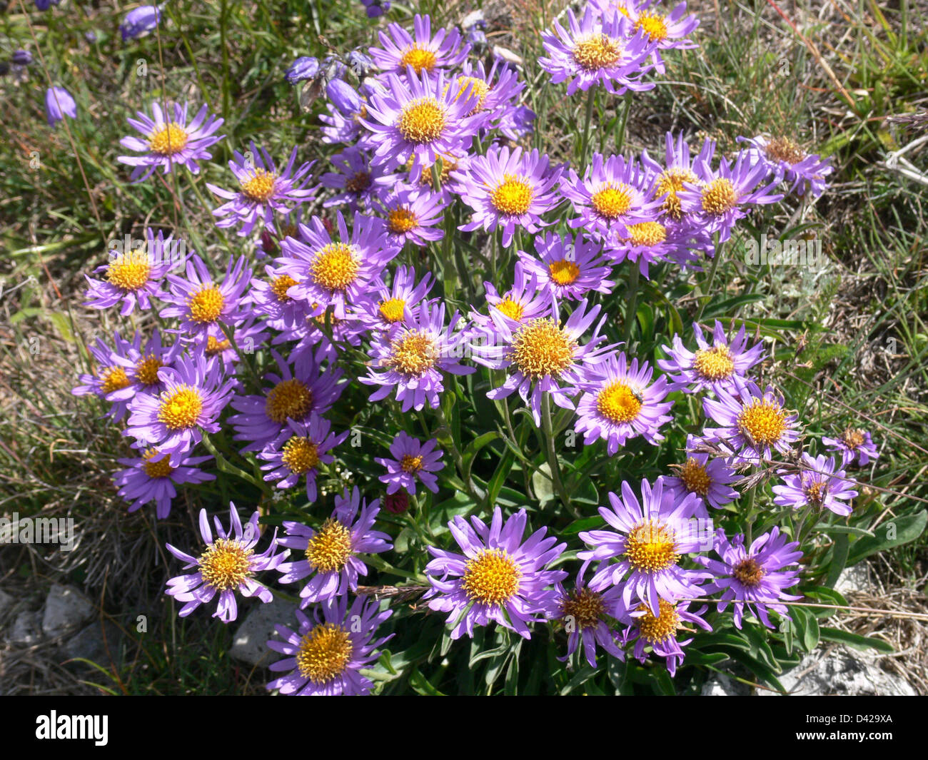 Smooth Aster Stock Photos & Smooth Aster Stock Images - Alamy