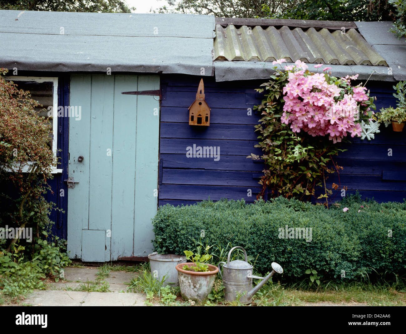 Pale blue door in painted blue wooden shed with pink clematis on walls ...