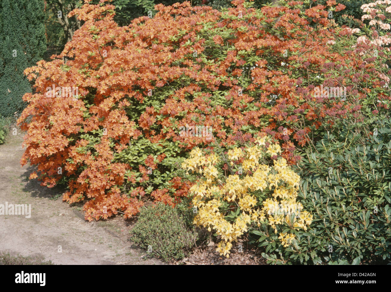 Orange and yellow Azaleas in Spring shrub border Stock Photo - Alamy
