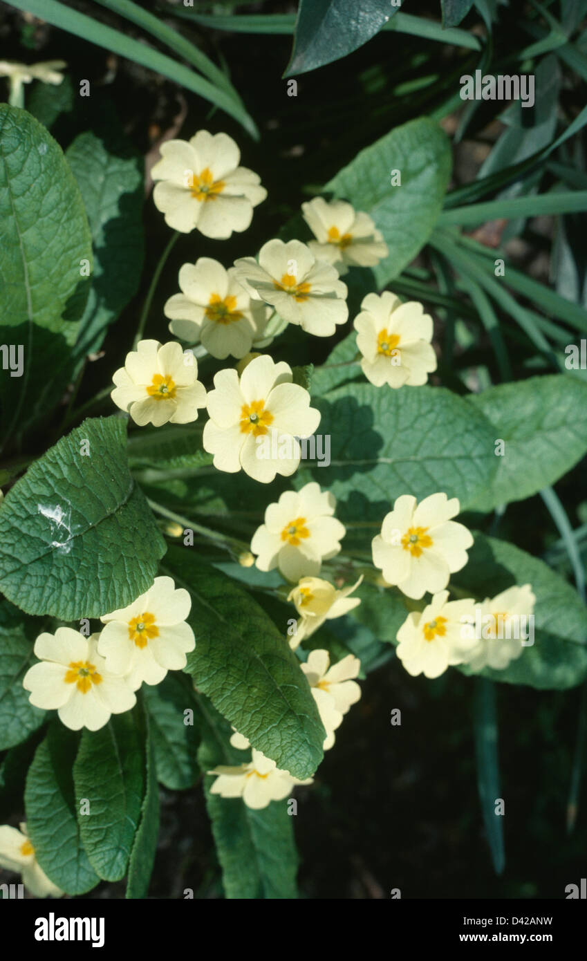 Yellow primroses hi-res stock photography and images - Alamy