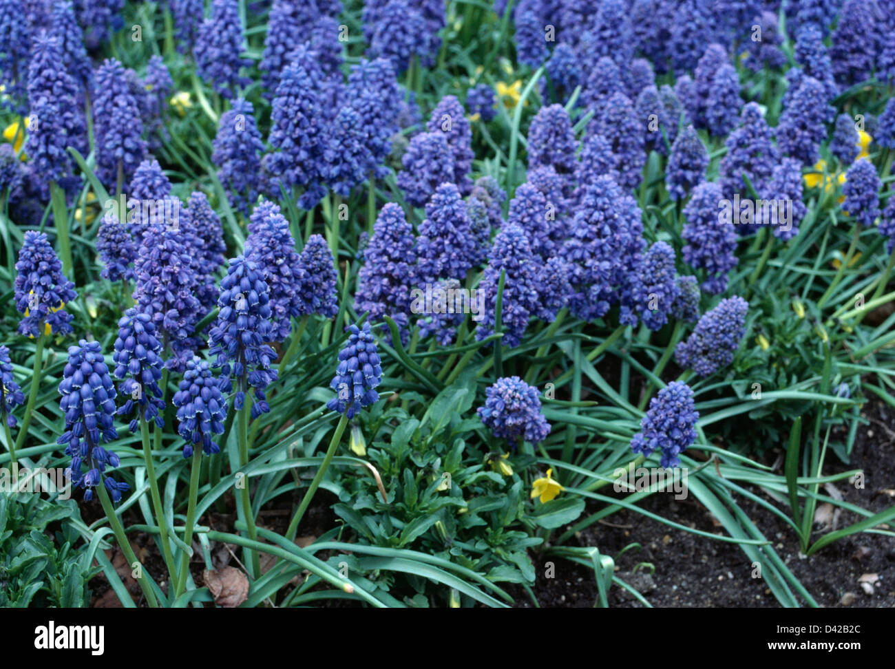 Close up of Muscari "Blue Spike Stock Photo - Alamy