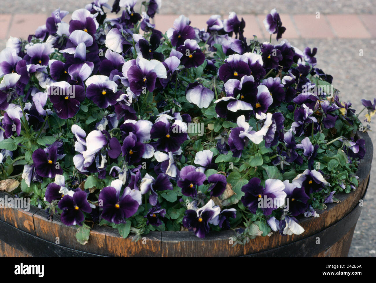 Close up of purple+whiteviolas in terracotta pot Stock Photo - Alamy