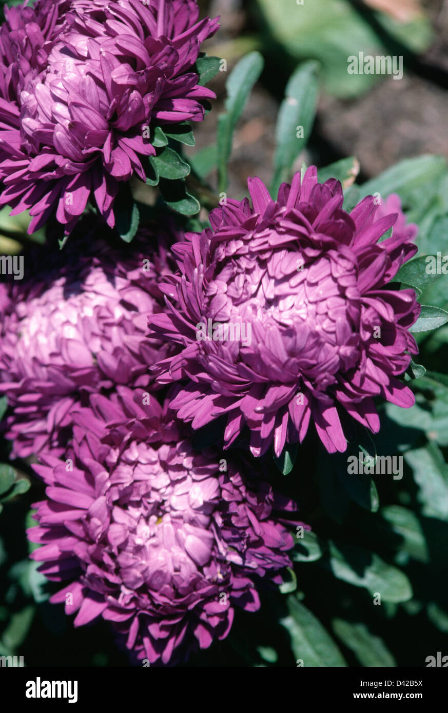 Aster plants hi-res stock photography and images - Alamy