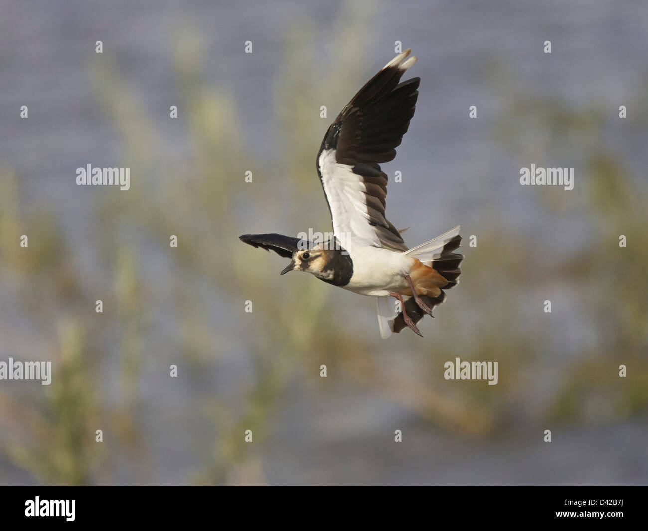 Lapwing in flight Stock Photo - Alamy