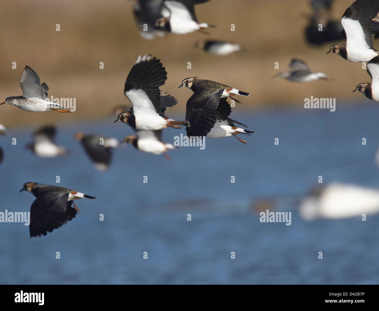 Lapwing in flight Stock Photo - Alamy