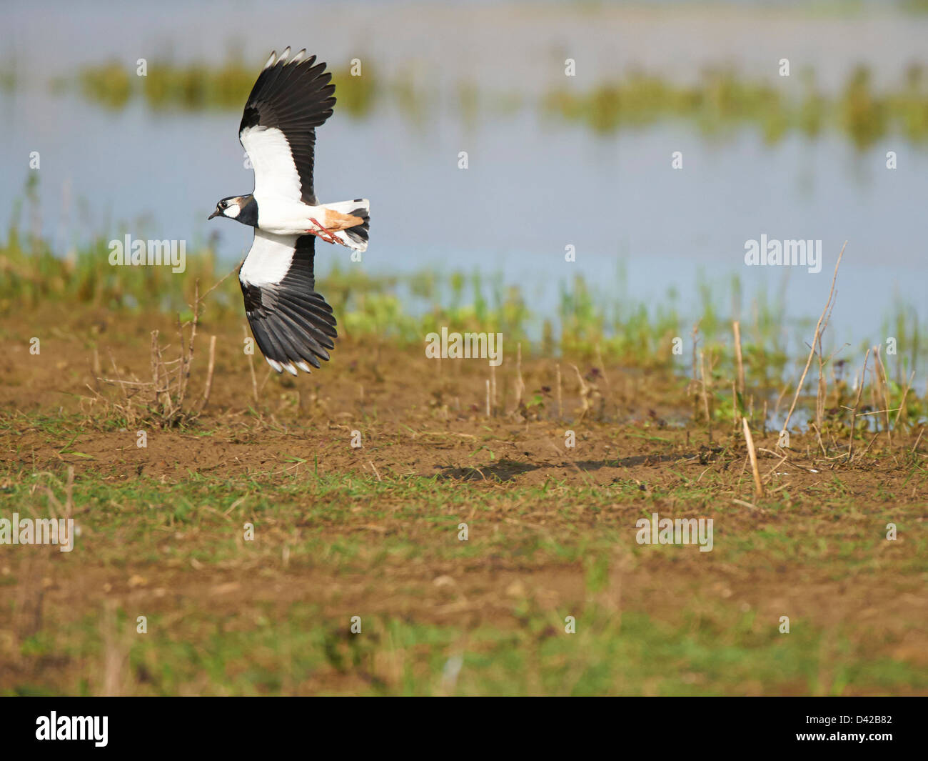 Lapwing in flight Stock Photo - Alamy