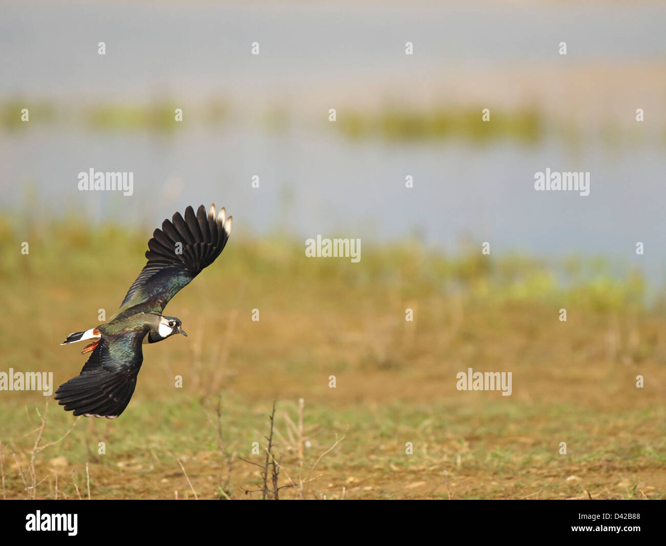 Lapwing in flight Stock Photo - Alamy