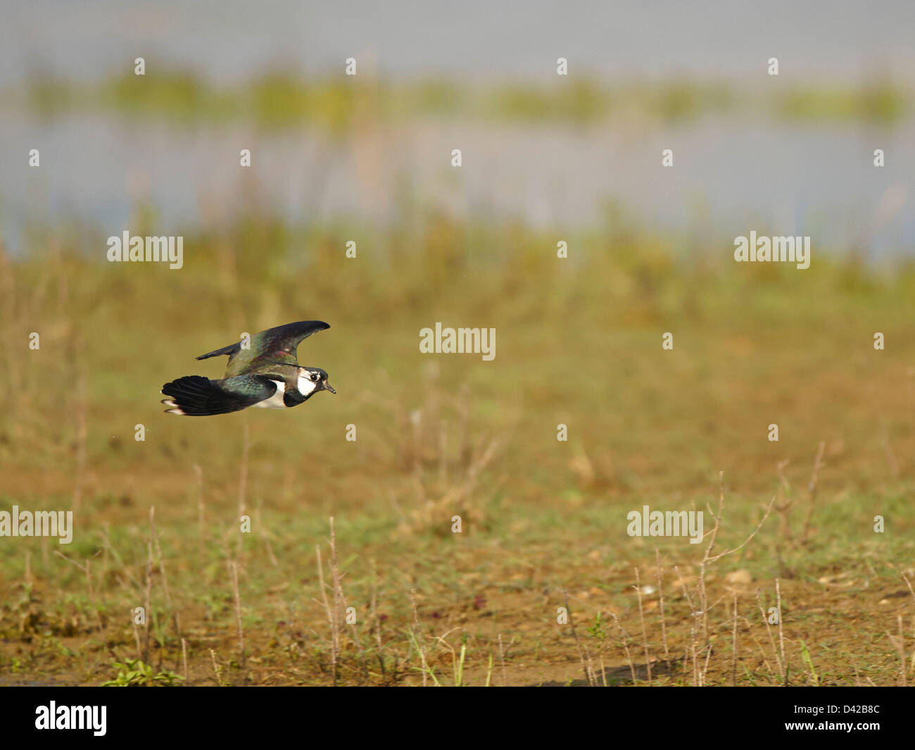 Lapwing in flight Stock Photo - Alamy