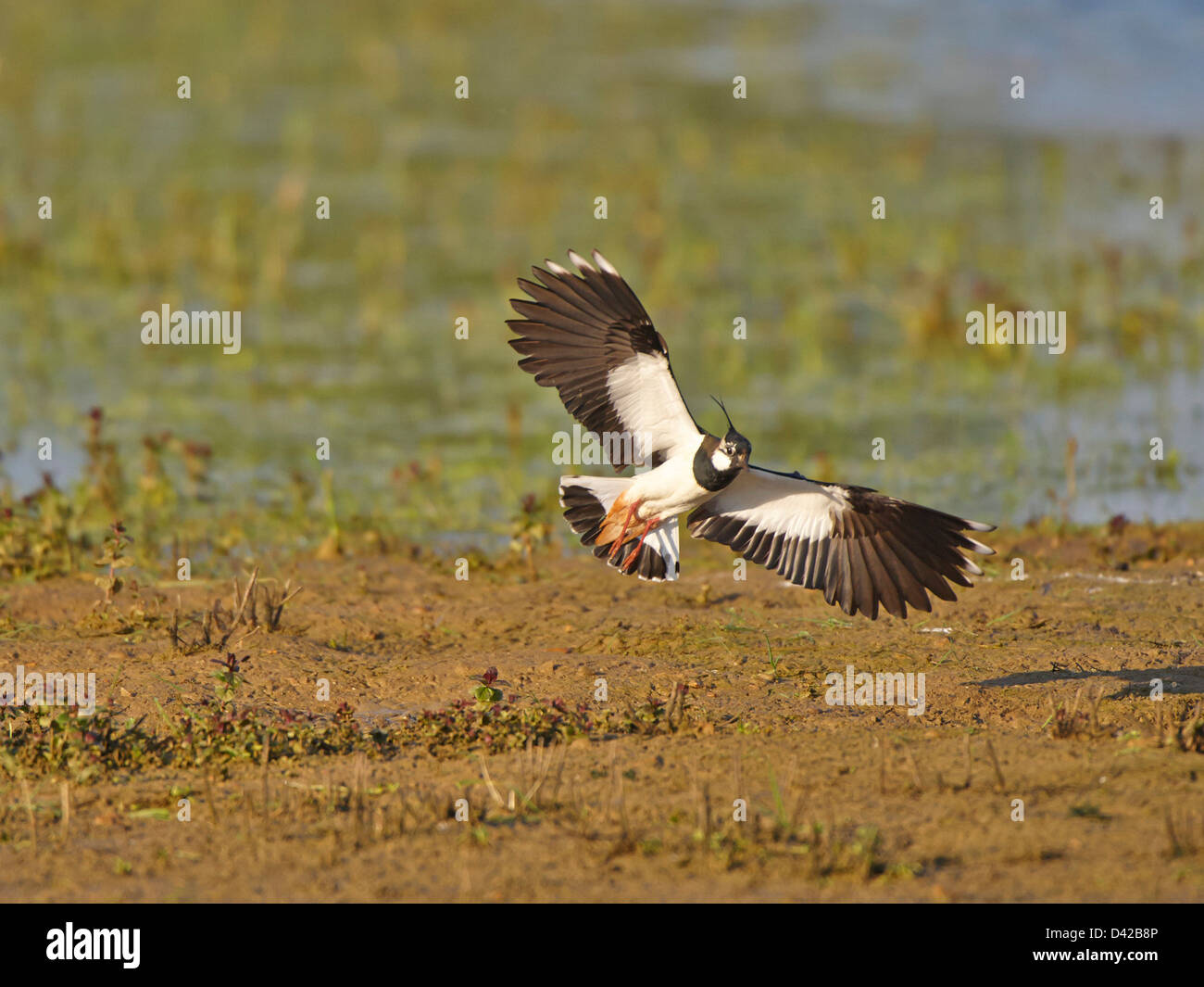 Lapwing in flight Stock Photo - Alamy