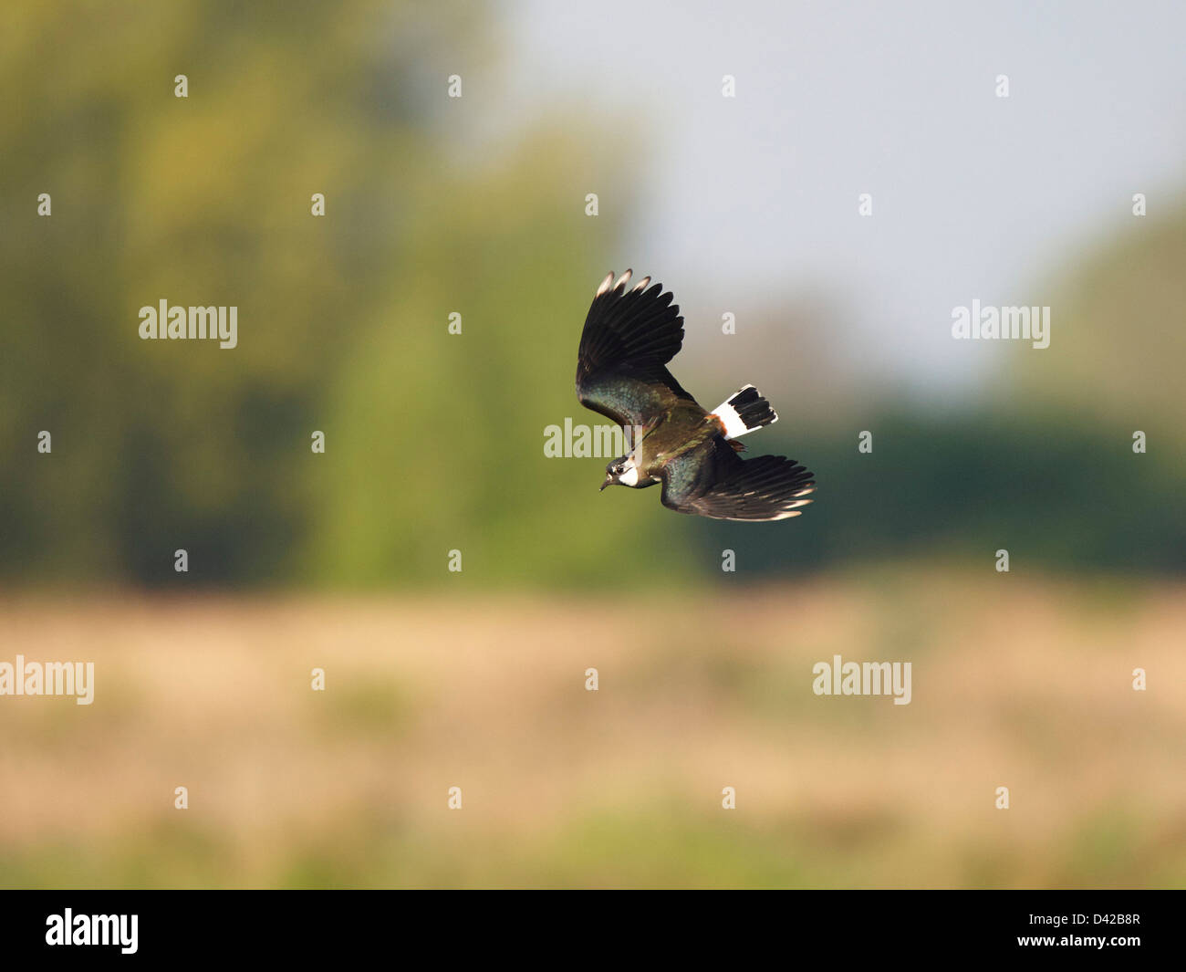 Lapwing in flight Stock Photo - Alamy