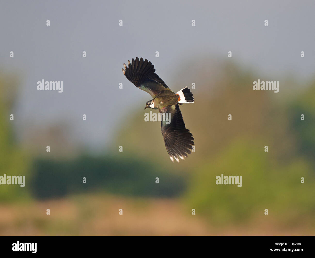 Lapwing in flight Stock Photo - Alamy