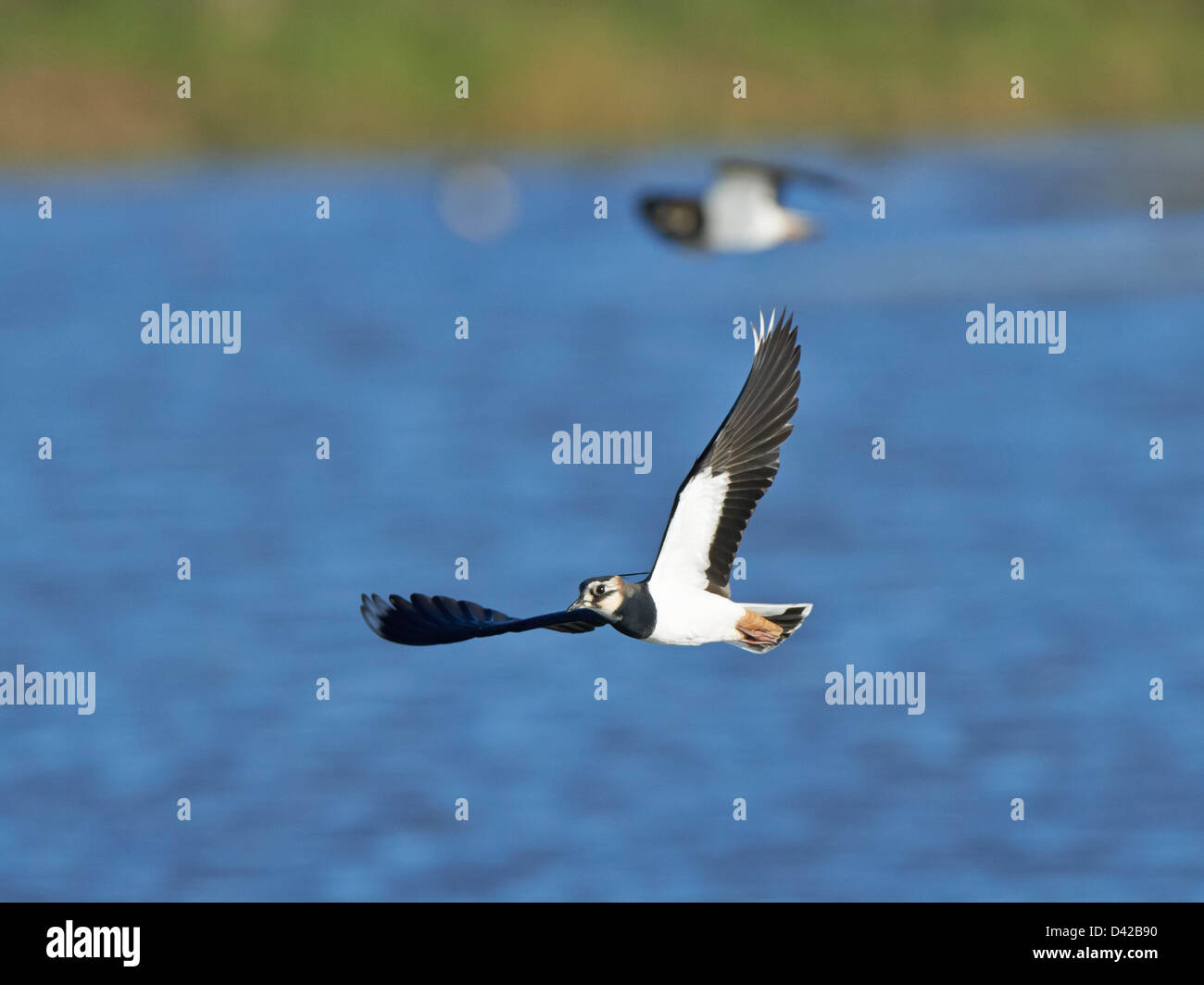 Lapwing in flight Stock Photo - Alamy