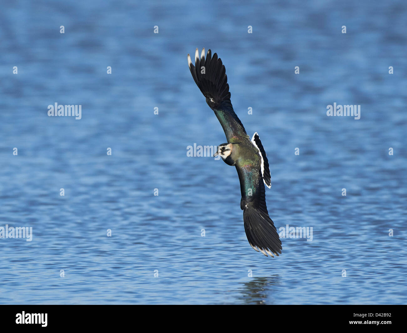 Lapwing In Flight High Resolution Stock Photography and Images - Alamy