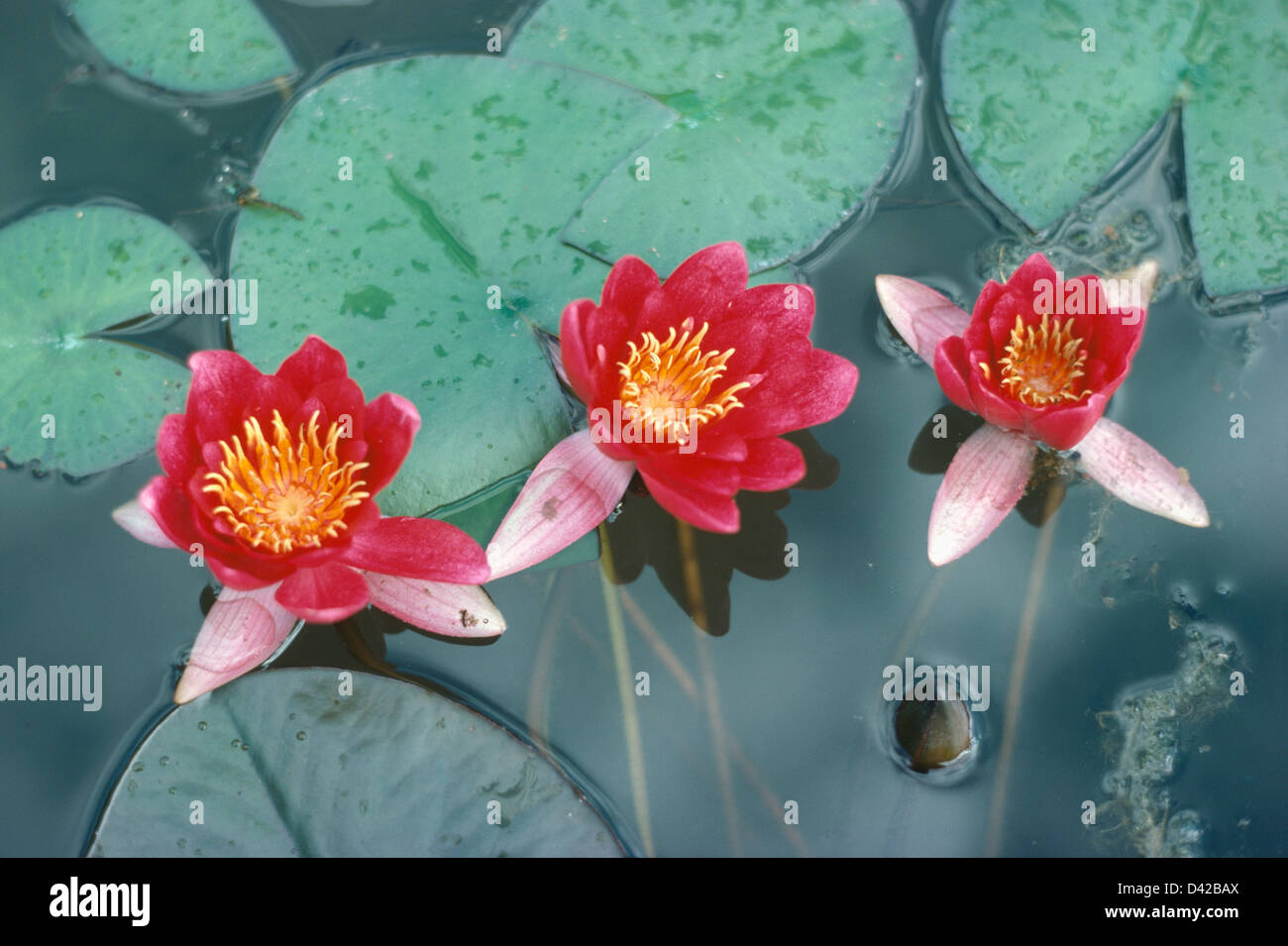 Close up of red Nymphaea Stock Photo - Alamy