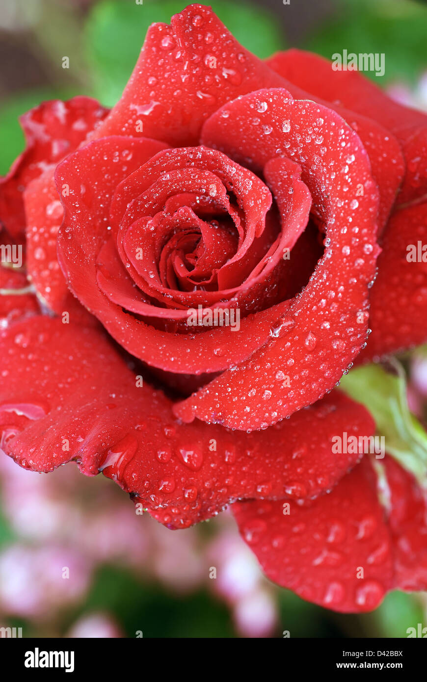 Germany water hi-res stock photography and images - Alamy