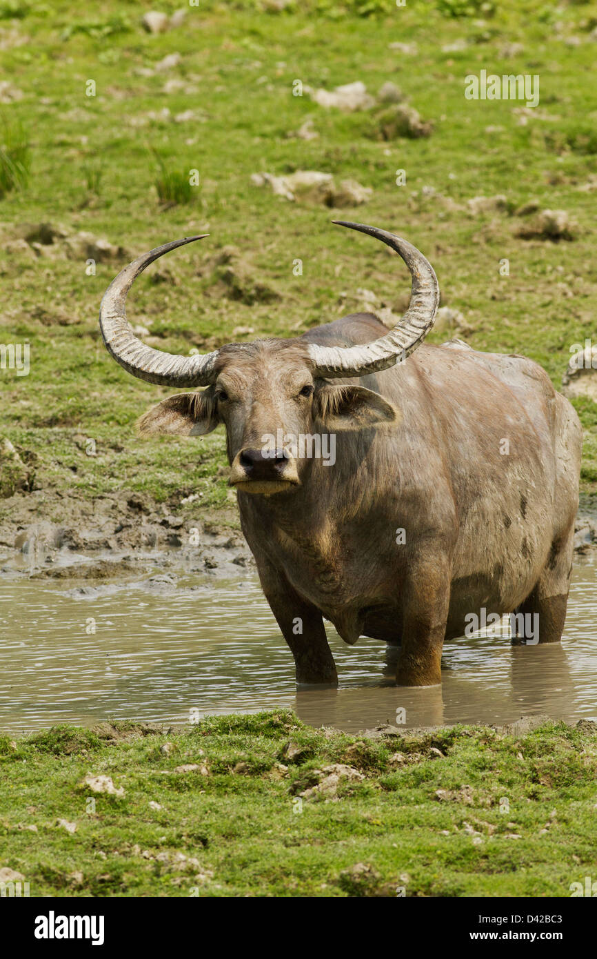 Wild Buffalo in the swamps, Kaziranga National Park, India Stock Photo ...