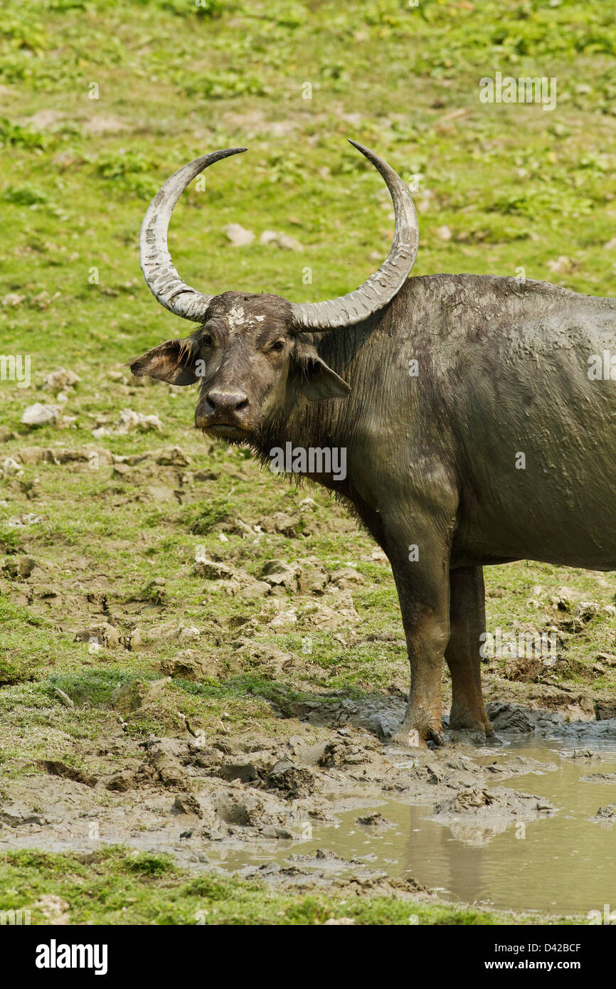 Buffalo wild asia hi-res stock photography and images - Alamy