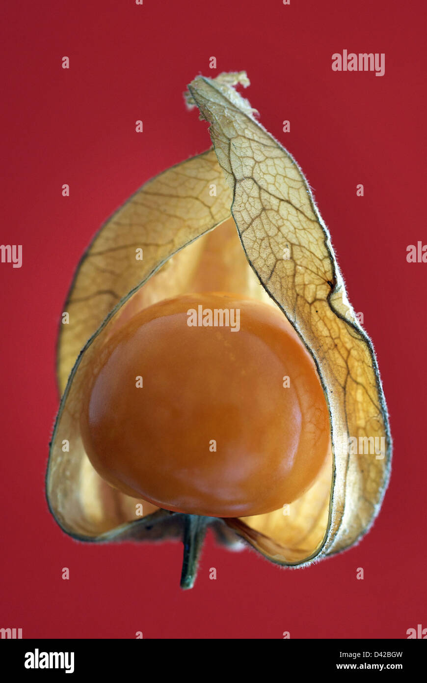 Inside a gooseberry hi-res stock photography and images - Alamy