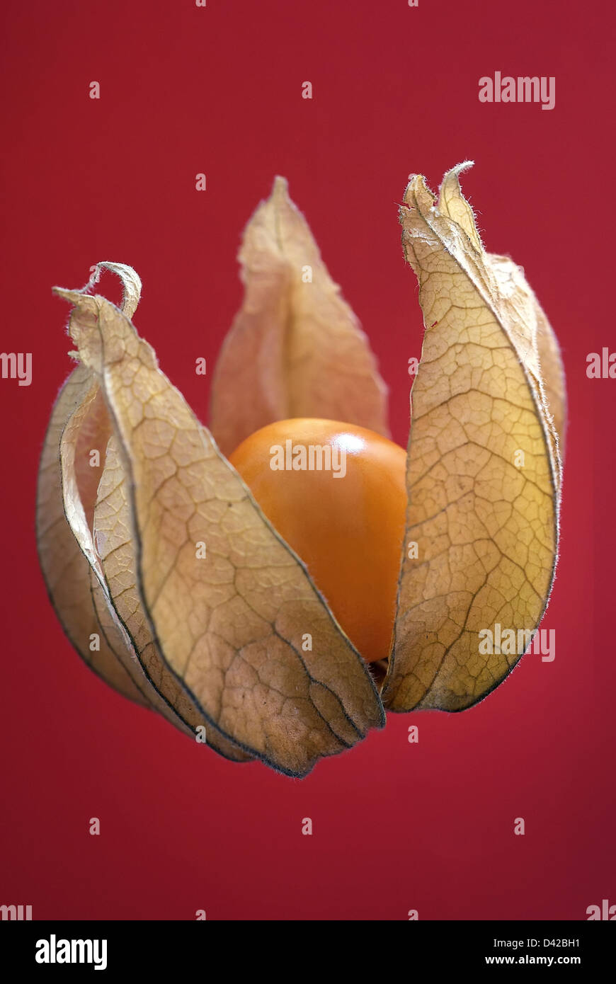 Inside a gooseberry hi-res stock photography and images - Alamy