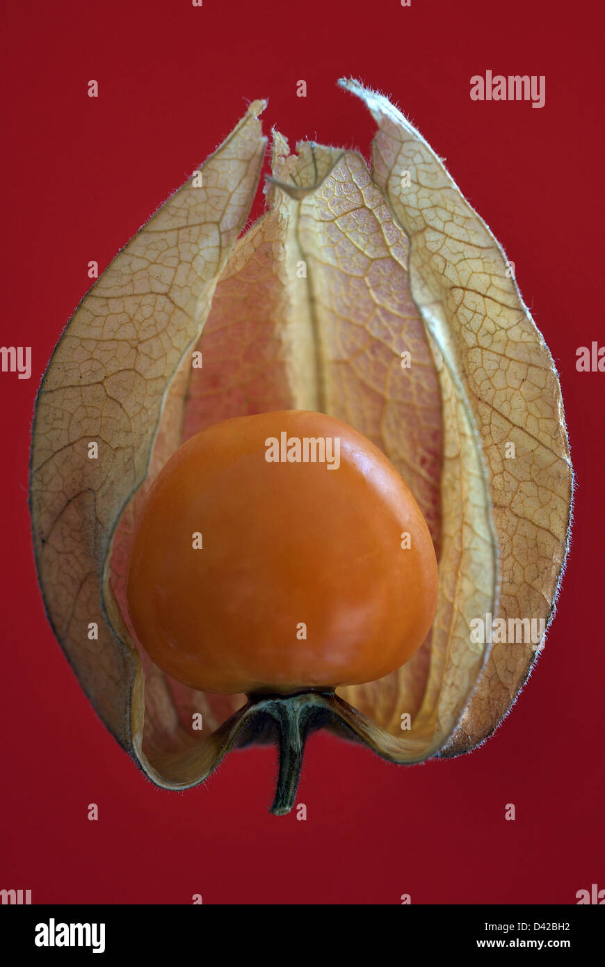 Inside A Gooseberry High Resolution Stock Photography and Images - Alamy