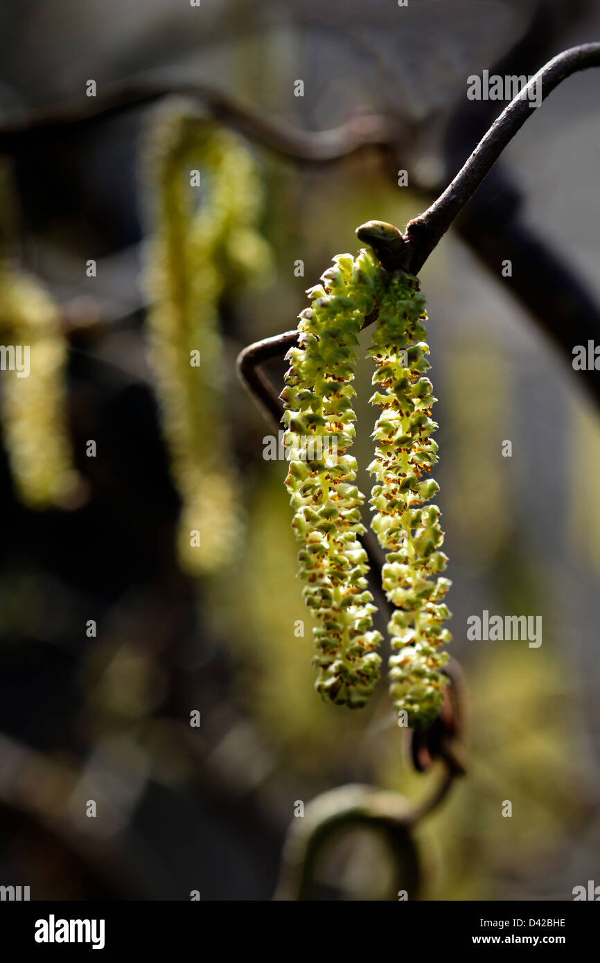 Catkins on a corkscrew hazel (Corylus avellana 'Contorta') shrub Stock ...