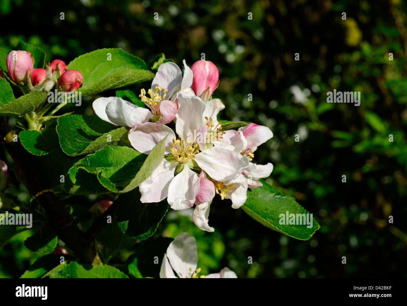 Apple blossom on Laxton's Superb tree Stock Photo - Alamy
