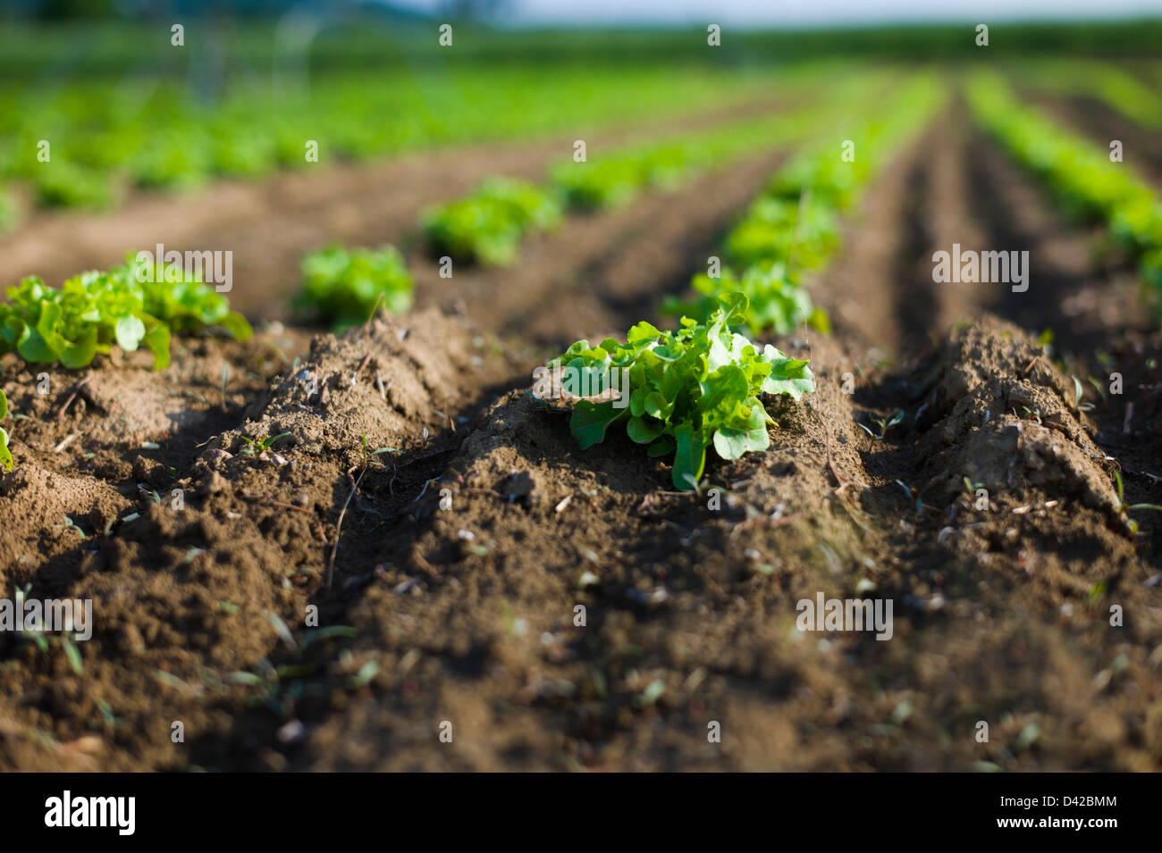 Field cultivated green lettuce hi-res stock photography and images - Alamy