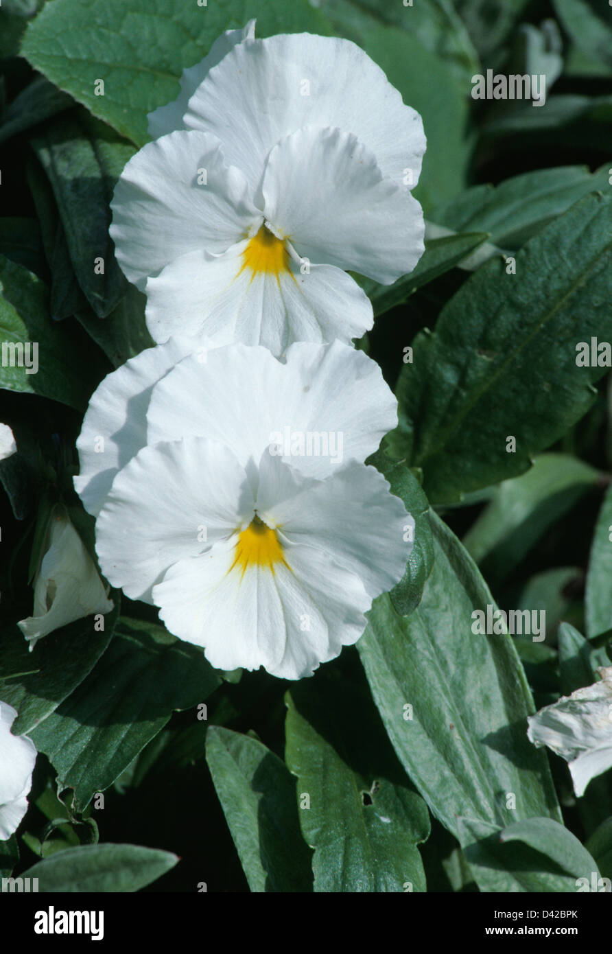 Close up of white violas Stock Photo - Alamy