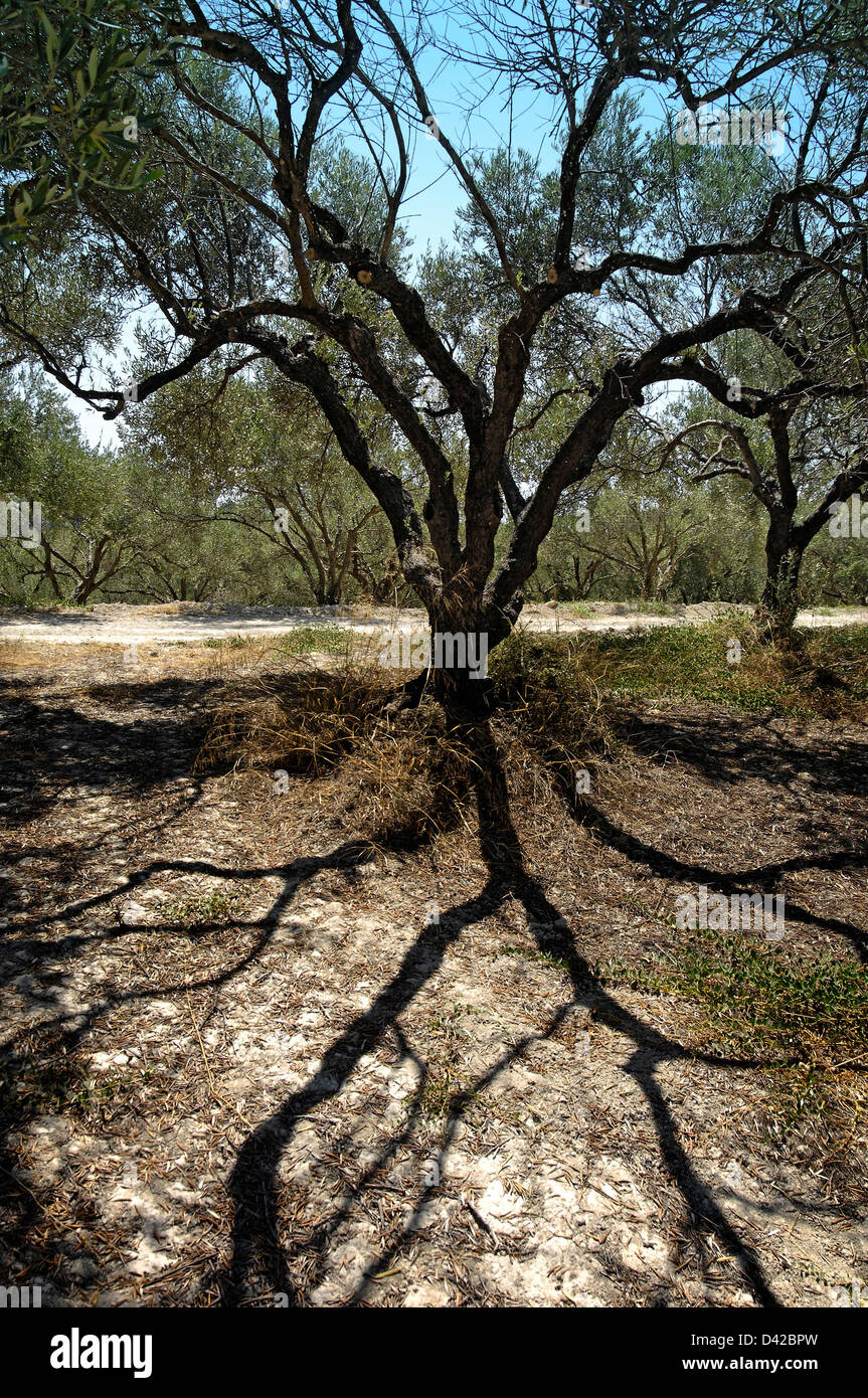 Tree casting a shadow hi-res stock photography and images - Alamy