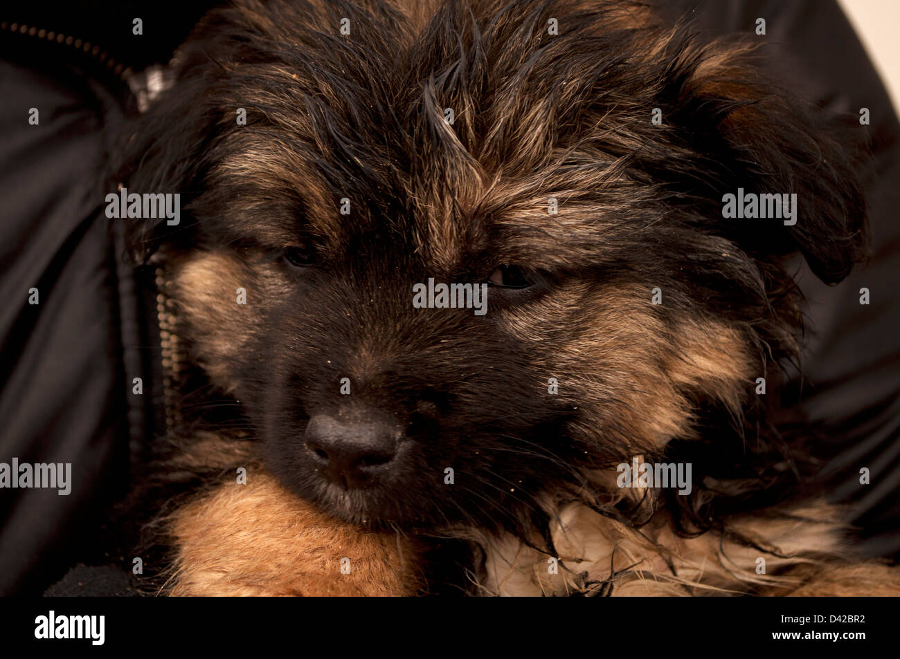Brown puppy hi-res stock photography and images - Alamy