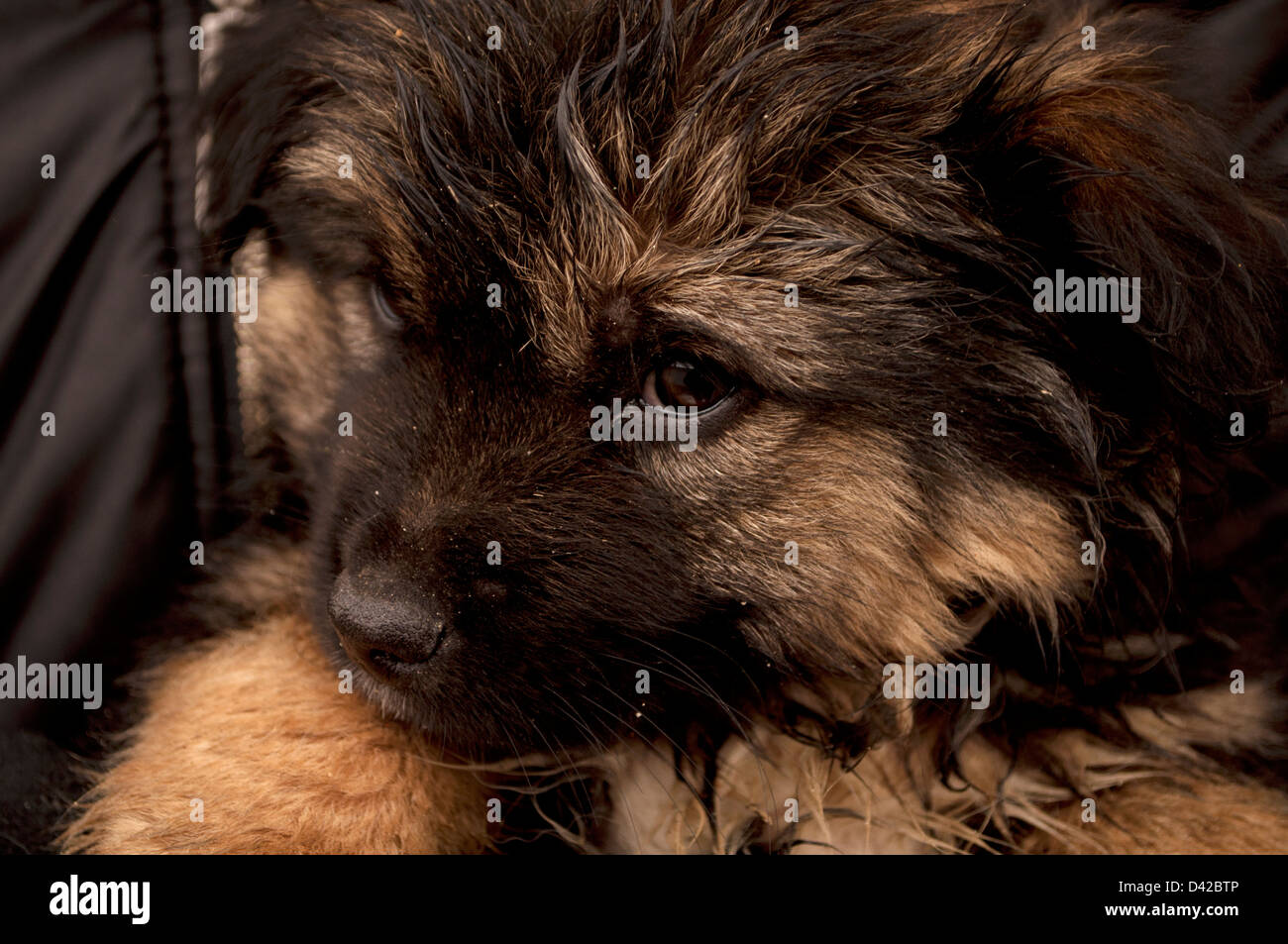 Adorable brown puppy Stock Photo - Alamy