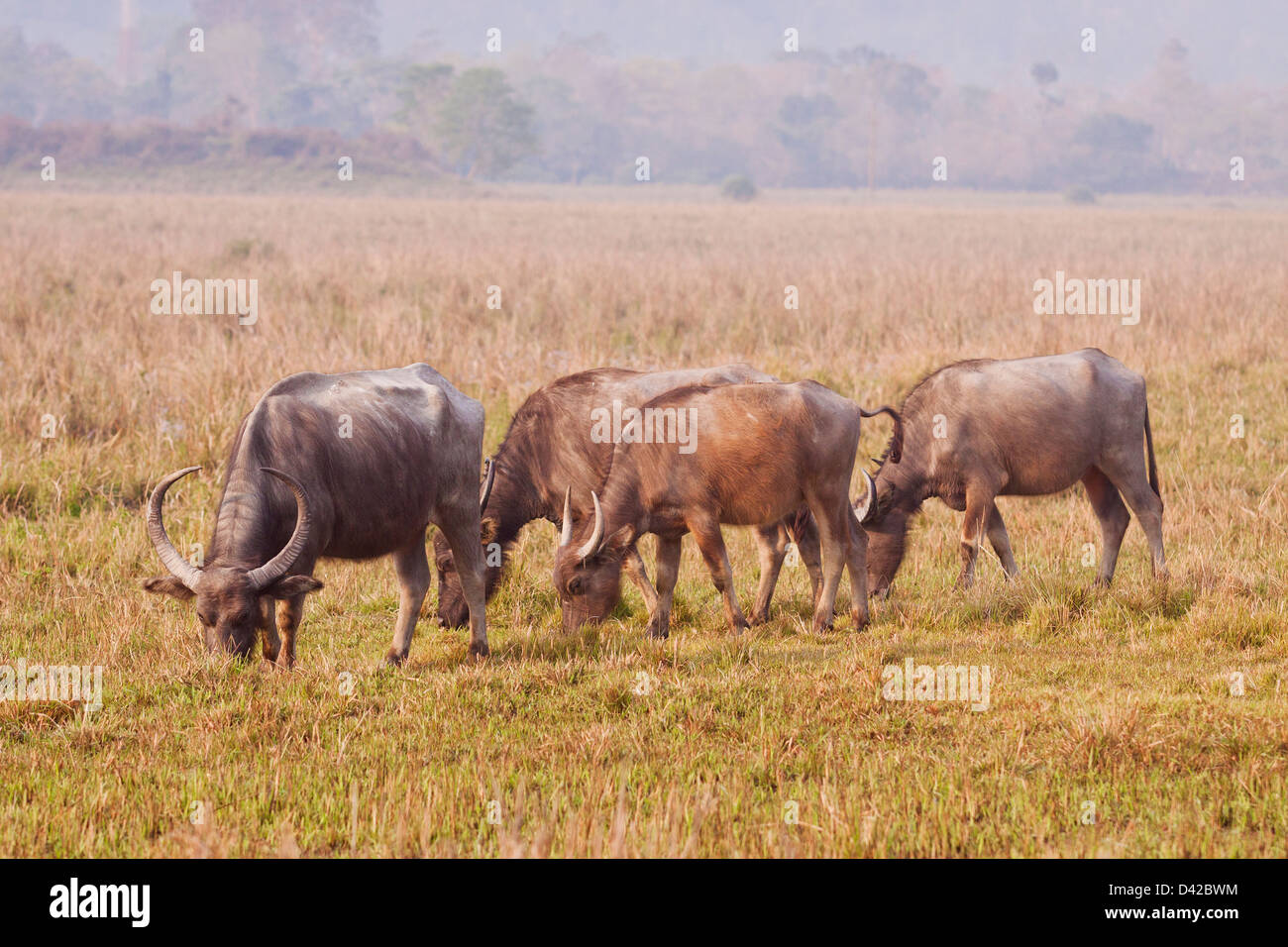 Wild Buffaloes feeding, Kaziranga National Park, India Stock Photo - Alamy
