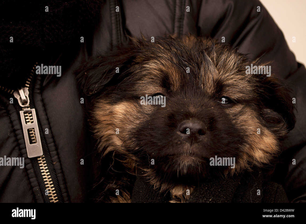 Adorable cute brown dog hi-res stock photography and images - Alamy