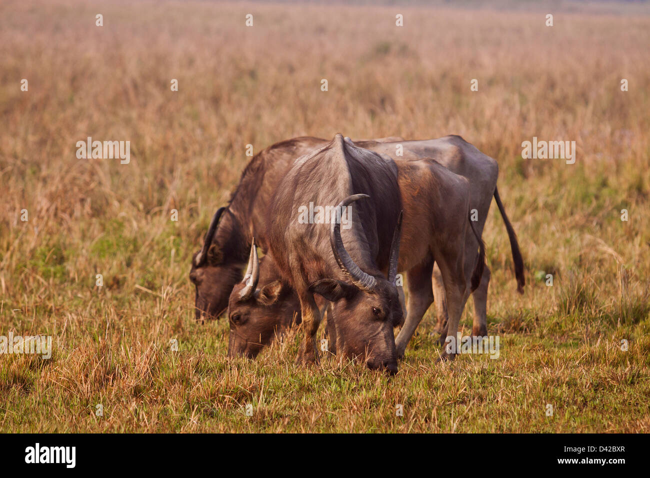 Wild Buffaloes, Kaziranga National Park, India Stock Photo - Alamy