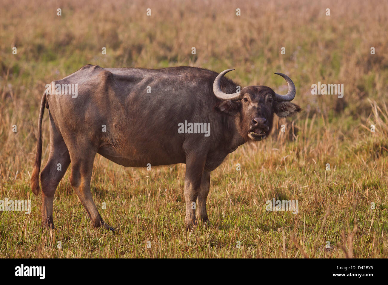 Wild Buffalo, Kaziranga National Park, India Stock Photo - Alamy