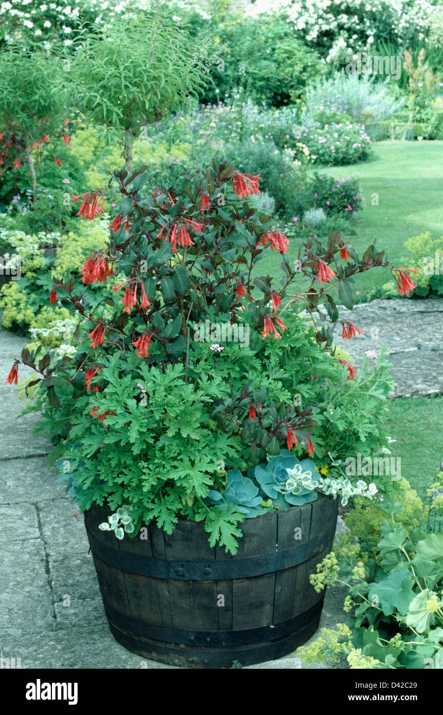 Fuchsia "Thalia" under-planted with scented geranium in reclaimed ...